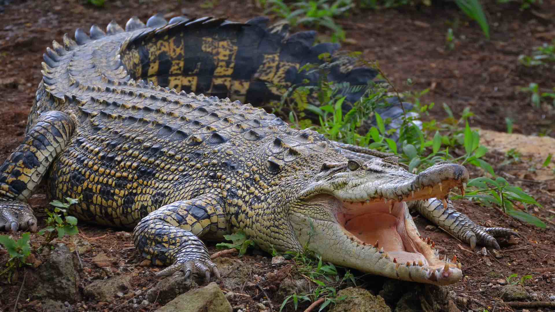 Costa Rican zoo defies science with mind-blowing crocodile Virgin Birth ...